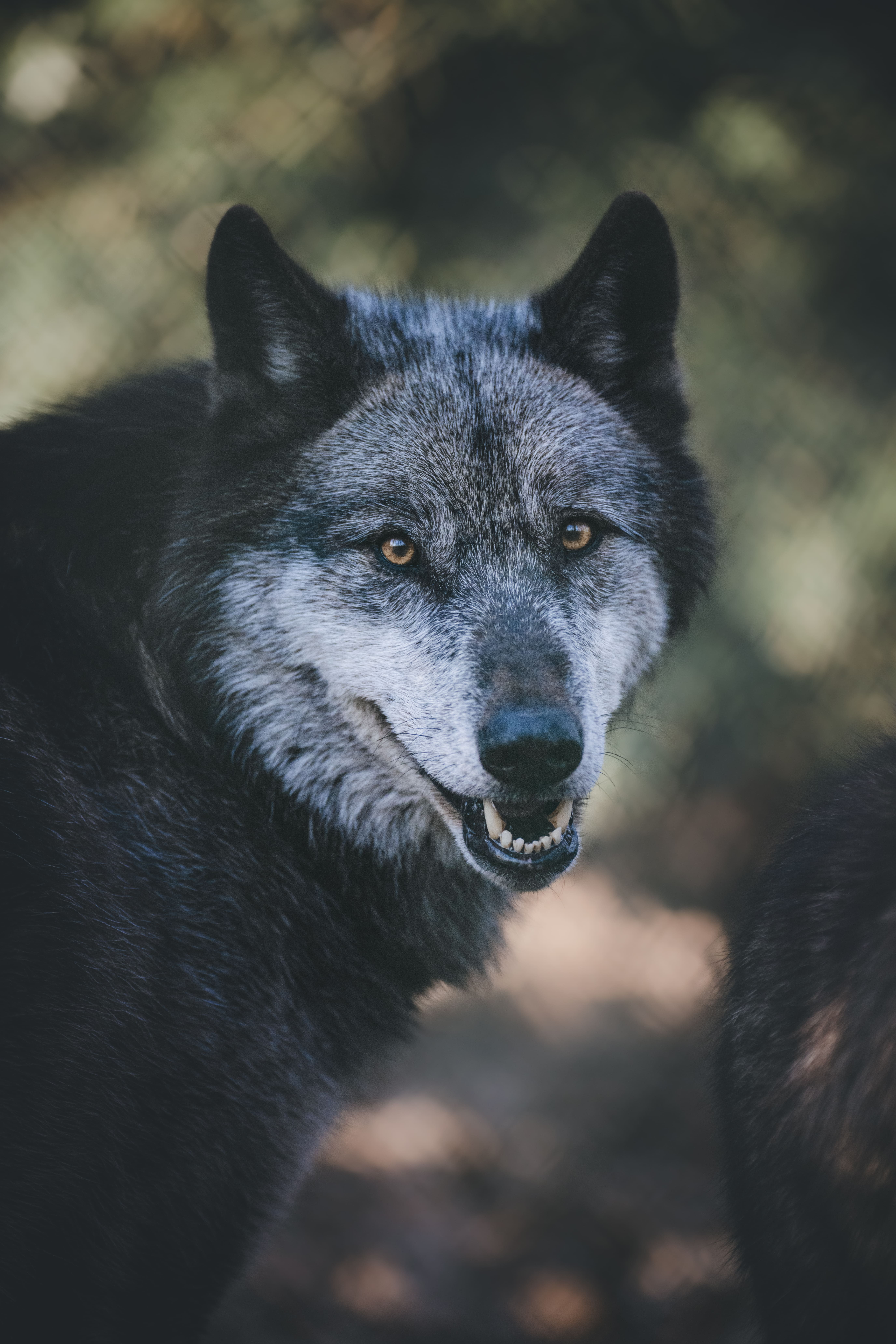 Loup du Canada : couleurs, habitat et mélanisme rare