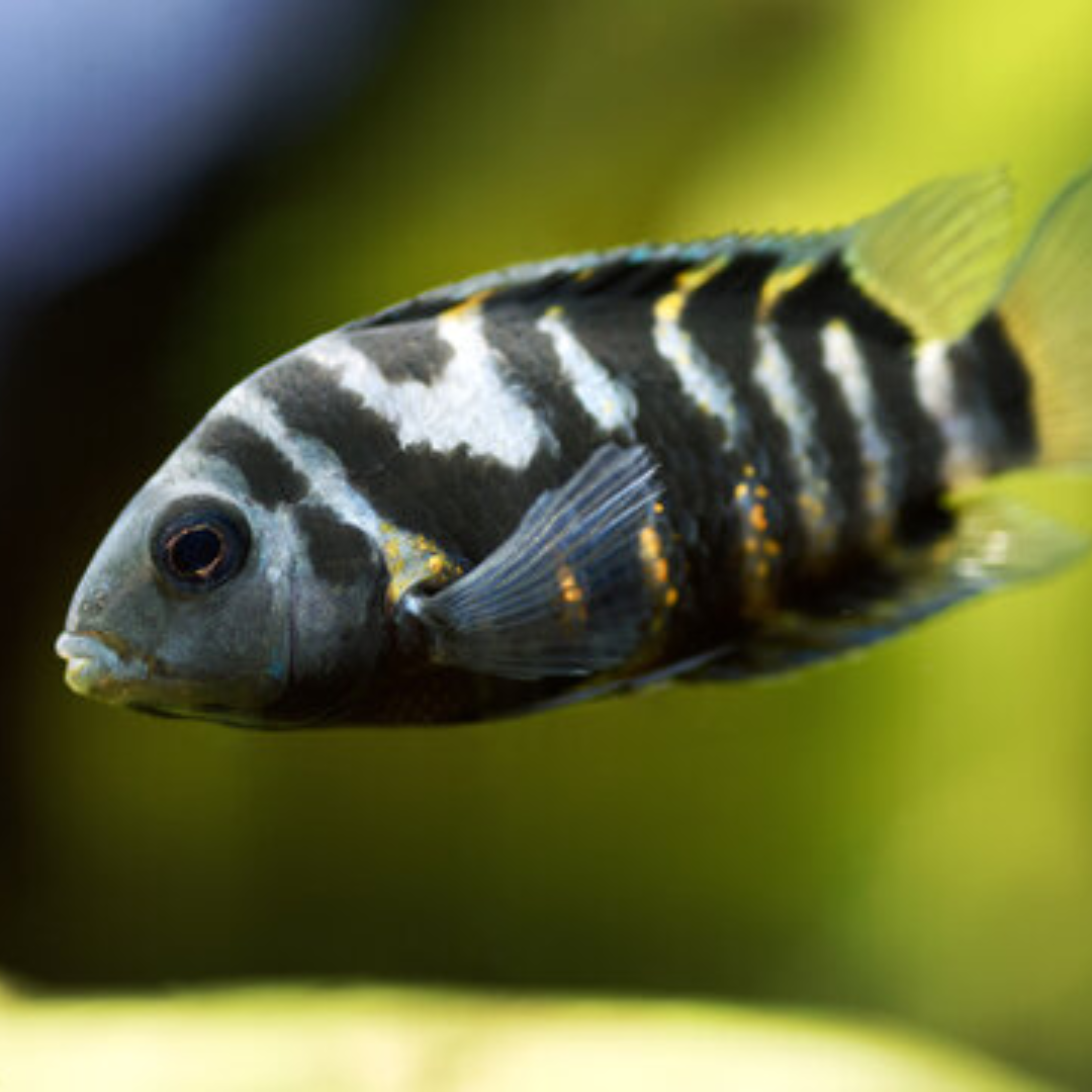 Nigro - Mode de vie et alimentation