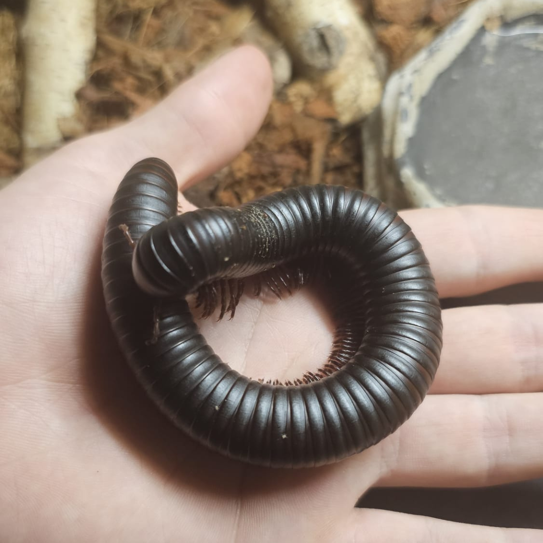 Iule géant - Mode de vie et alimentation