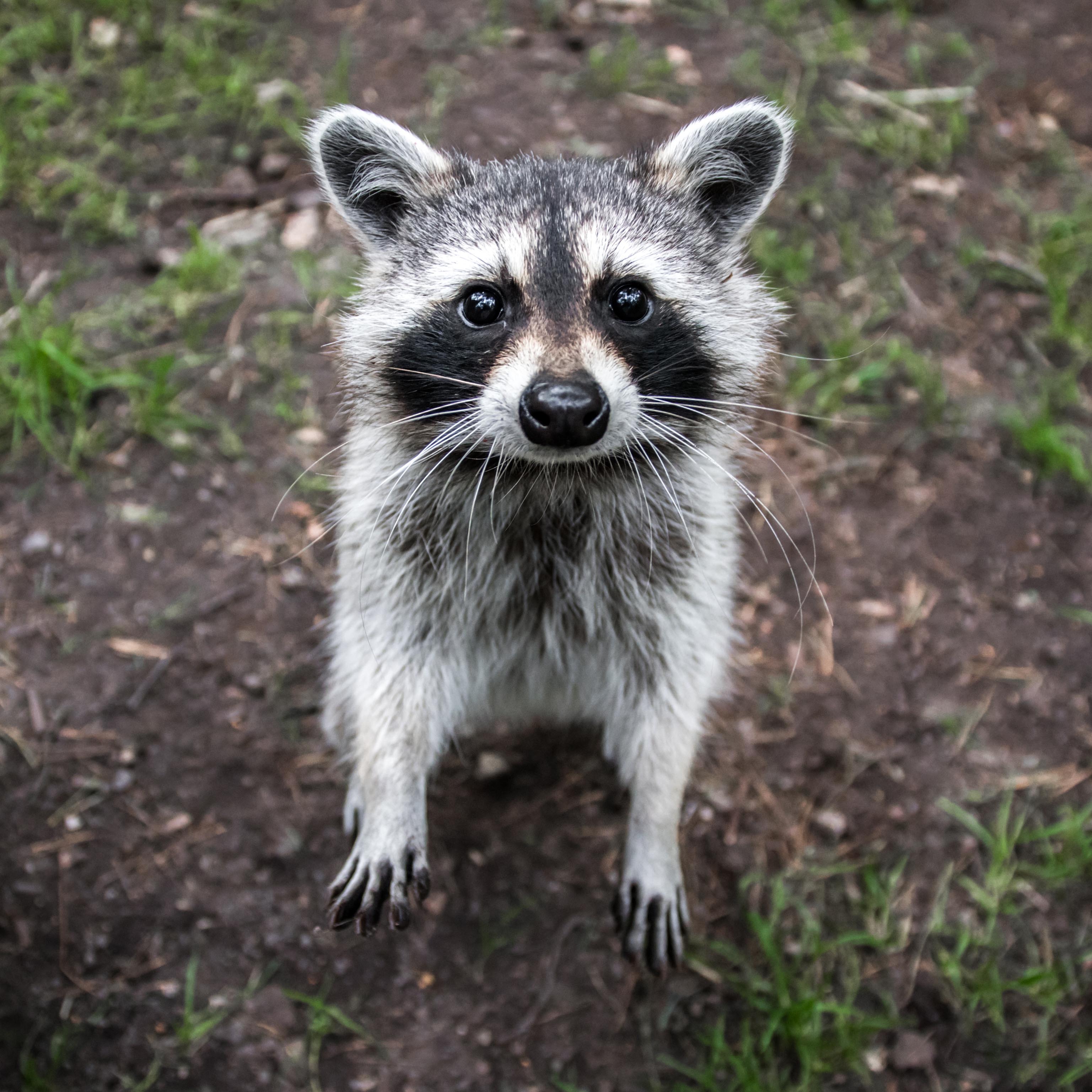 Raton laveur - Mode de vie et alimentation