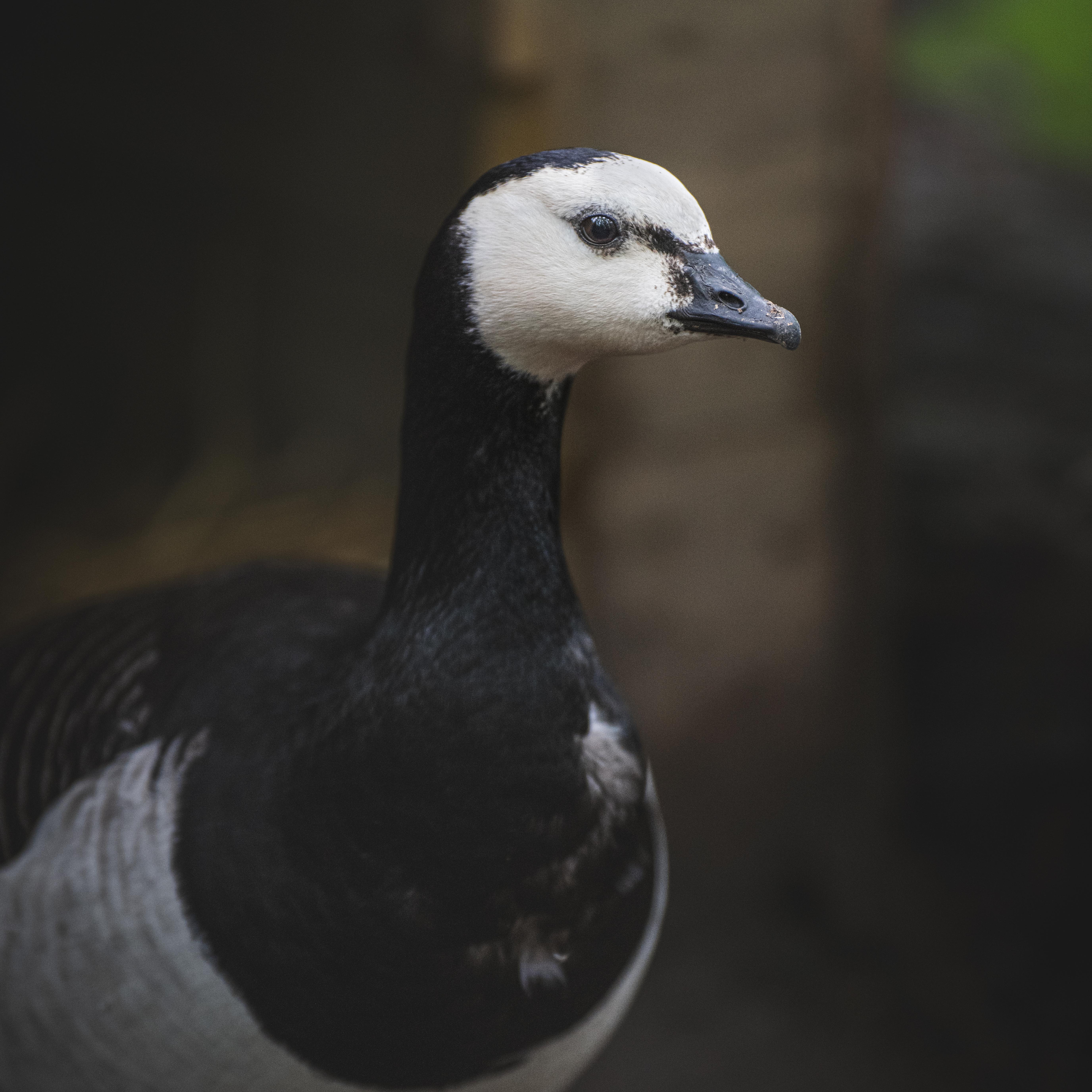 Bernache Nonnette - Mode de vie et alimentation