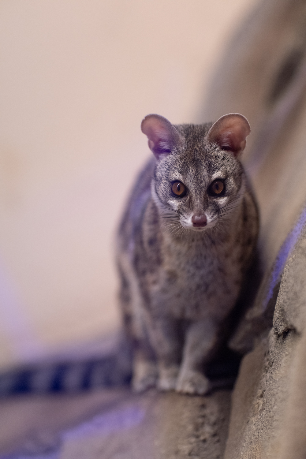 Genette commune - Mode de vie et alimentation