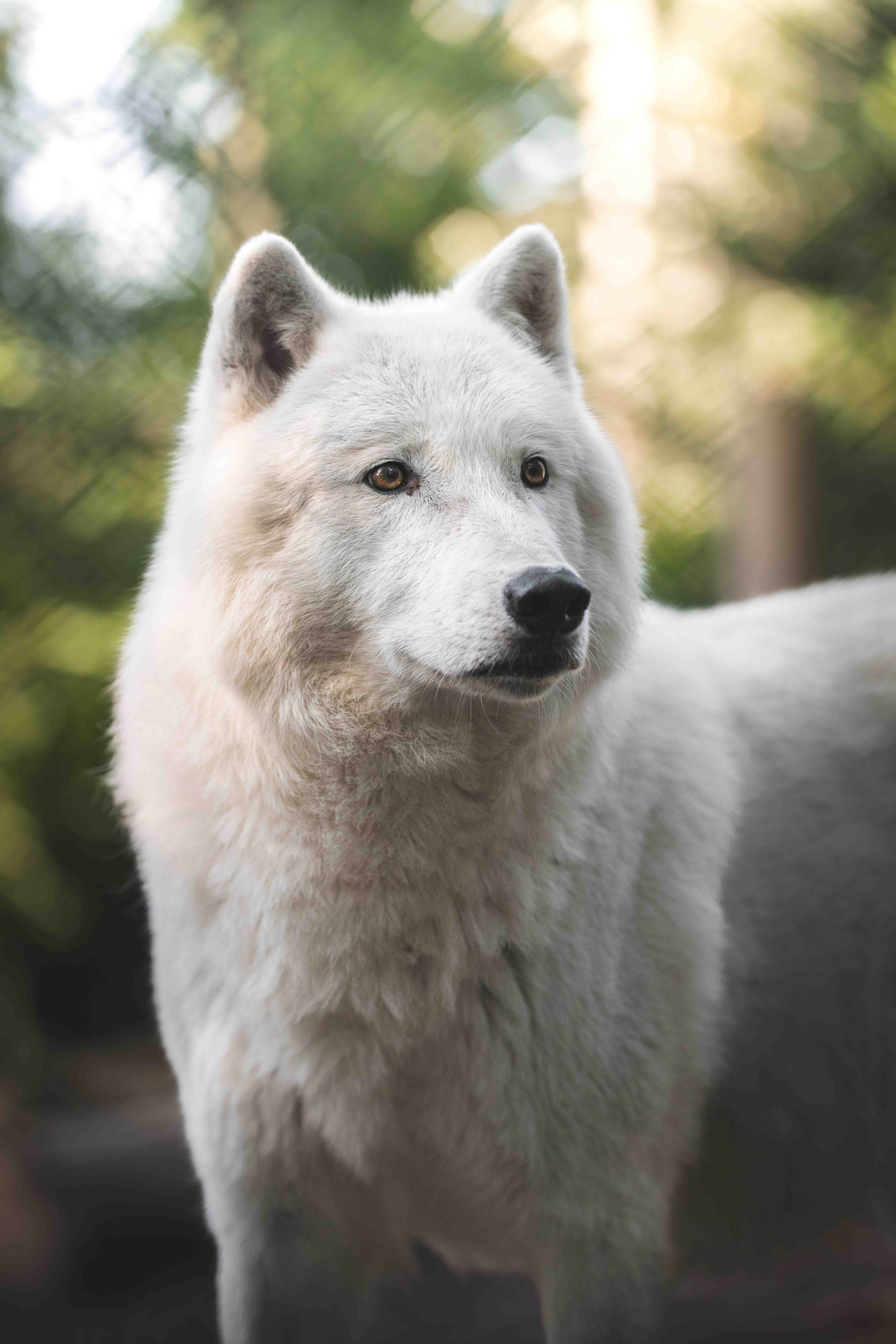 Hybride Loup Arctique Blanc VIDEO. Un Photographe Parvient à